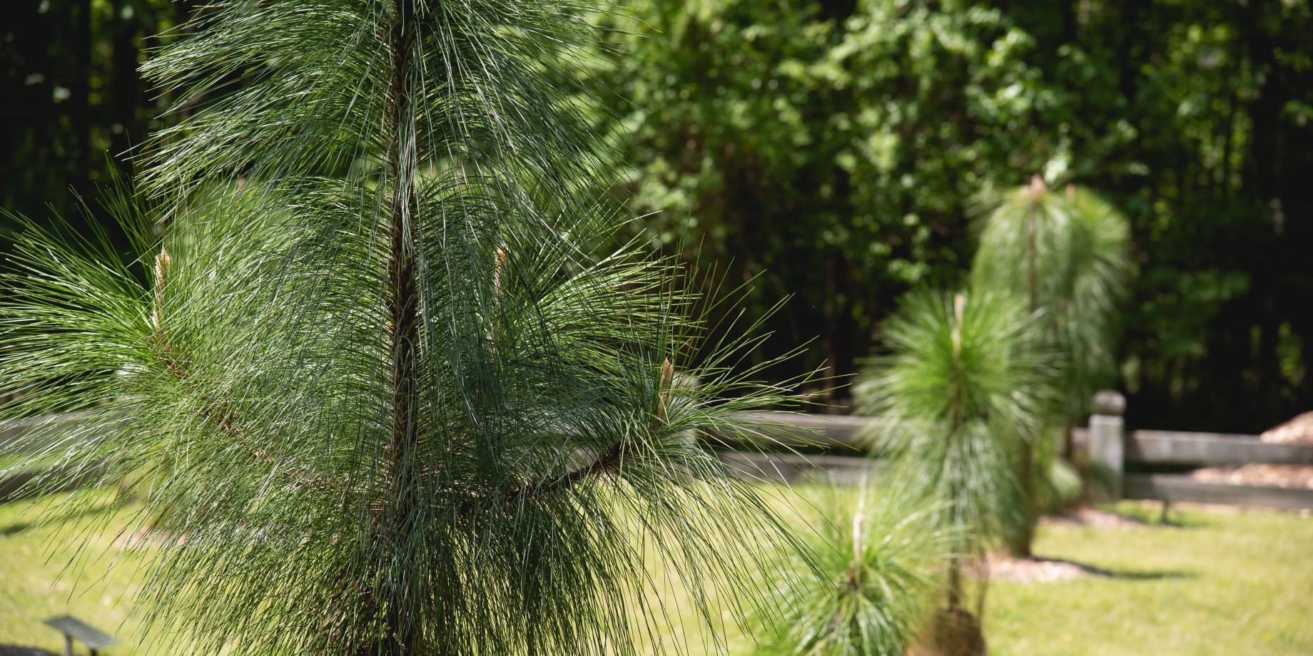 Help Restore Virginia’s Endangered Longleaf Pine Ecosystem - NNS TO GO